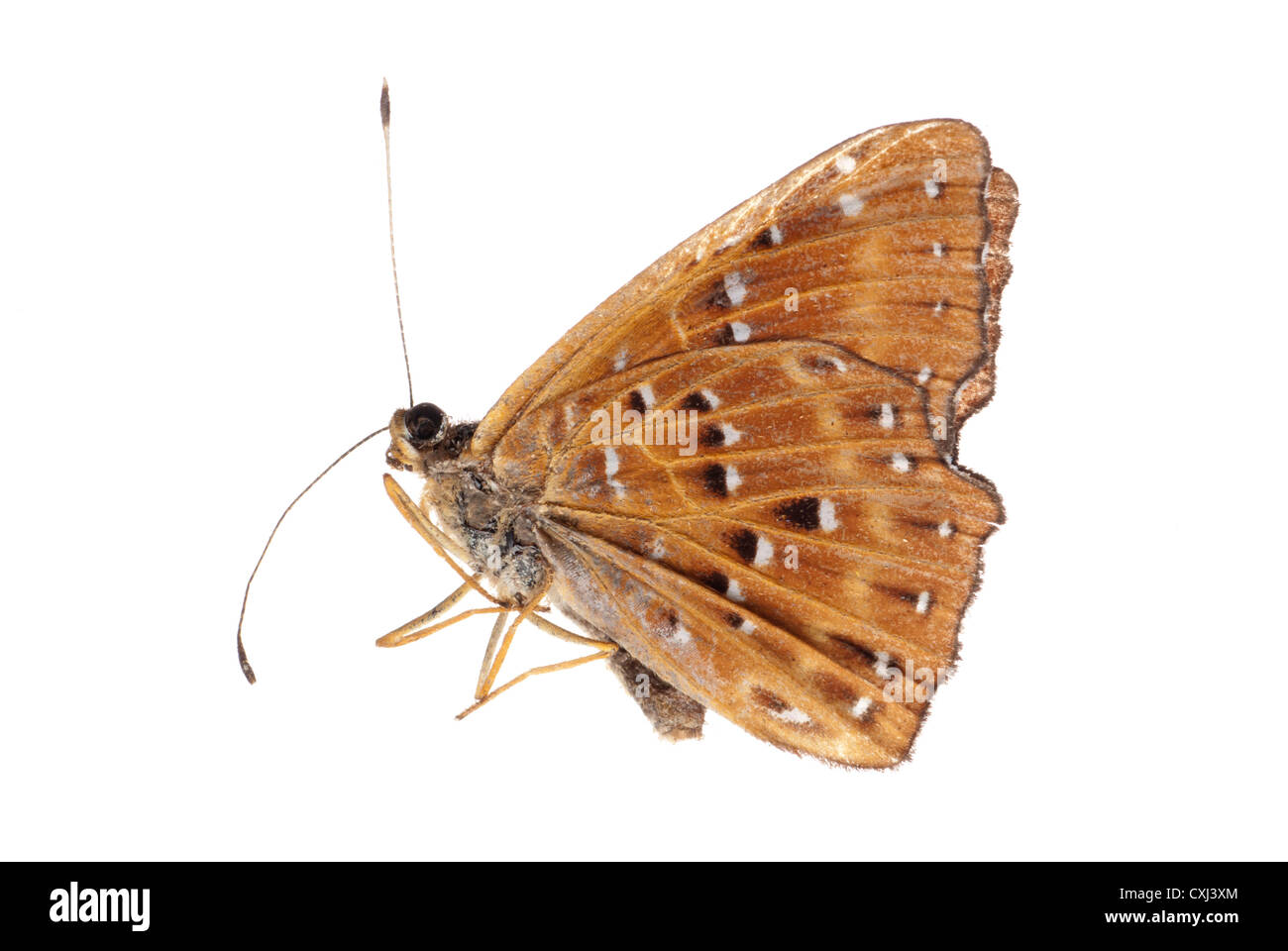 butterfly side view Stock Photo - Alamy