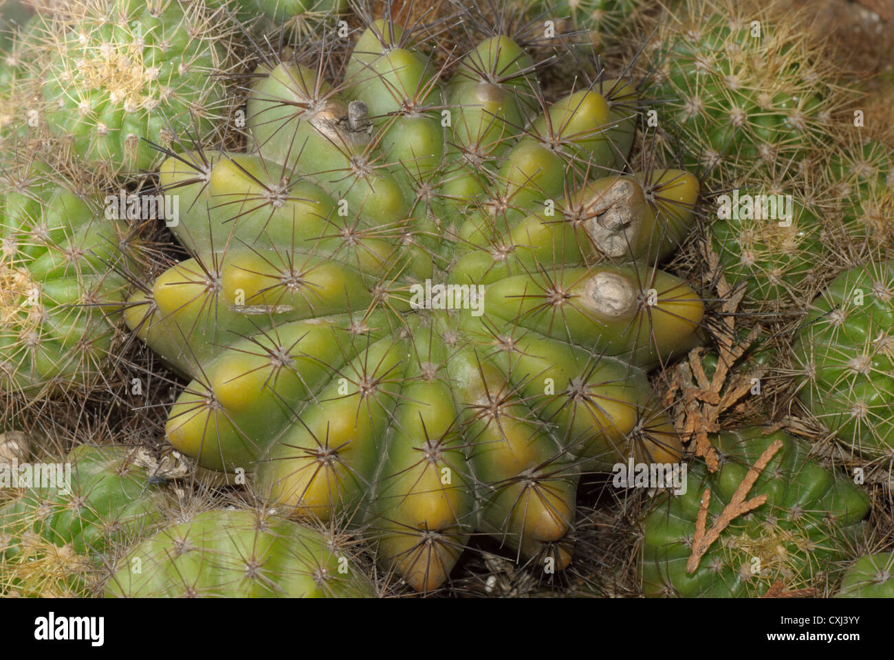 plant cactus tree Stock Photo - Alamy