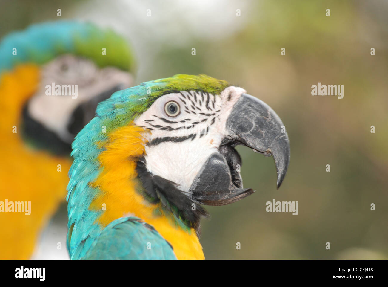Parrot tongue hi-res stock photography and images - Alamy