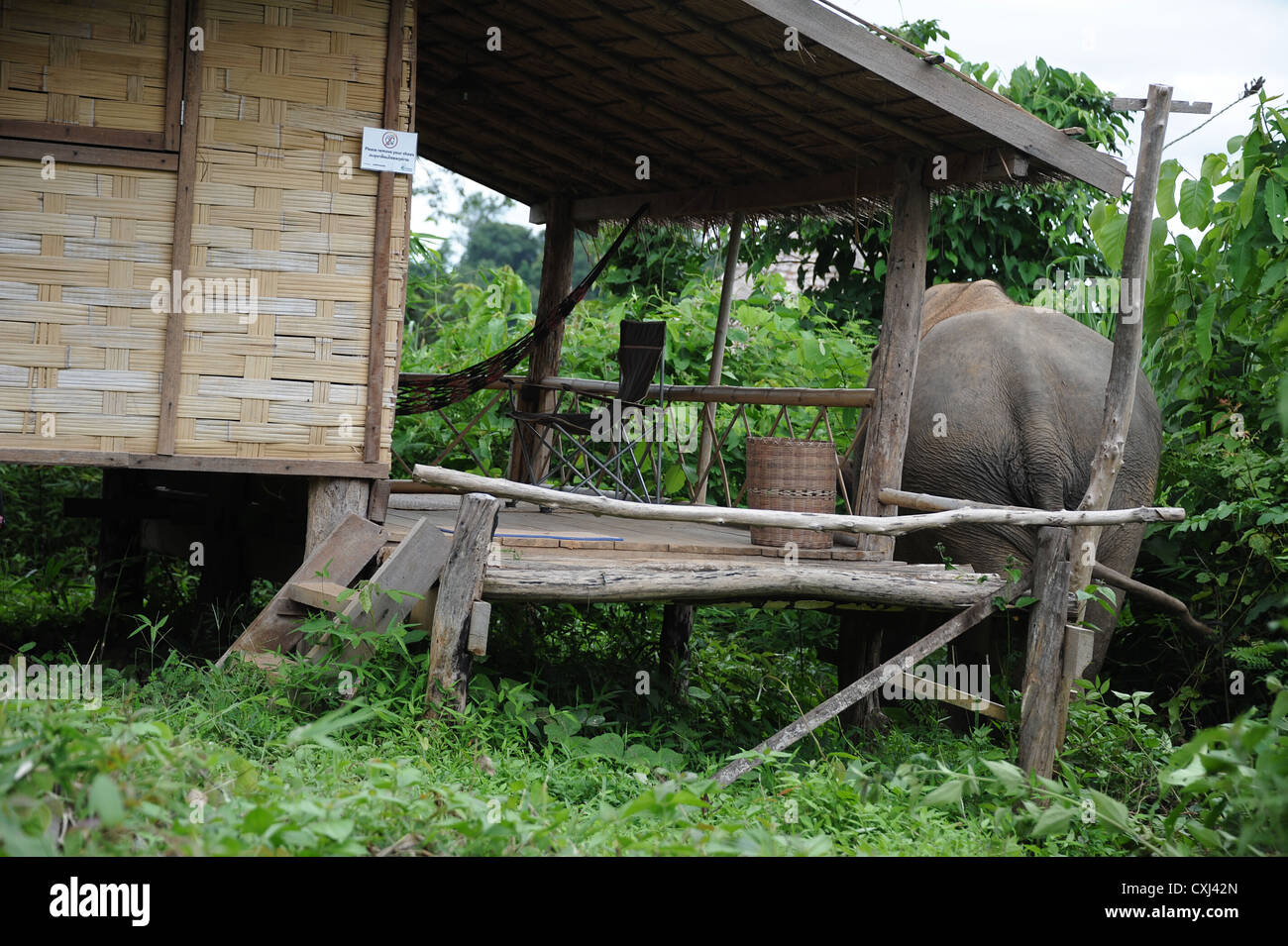 Elephant life at Elephant Conservation Center, Sayaboury, Laos Stock ...