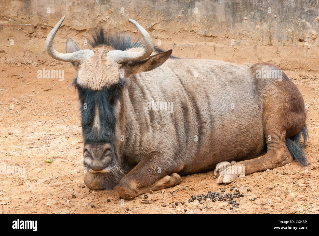 Yak bull hi-res stock photography and images - Alamy