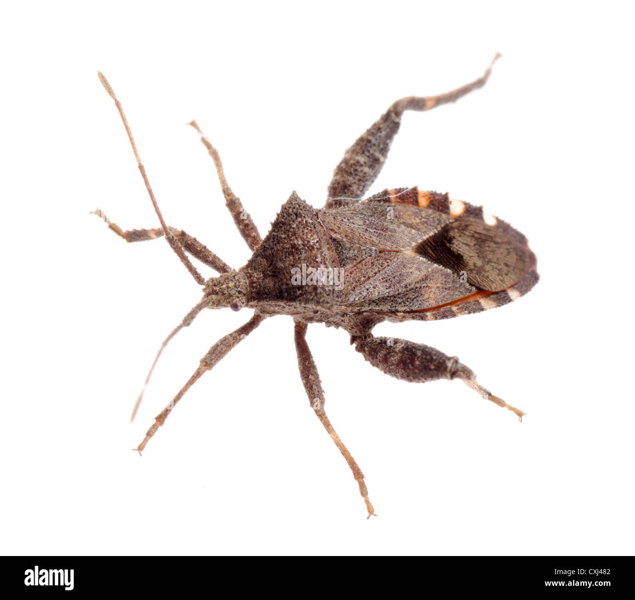 insect stink bug isolated on white Stock Photo - Alamy