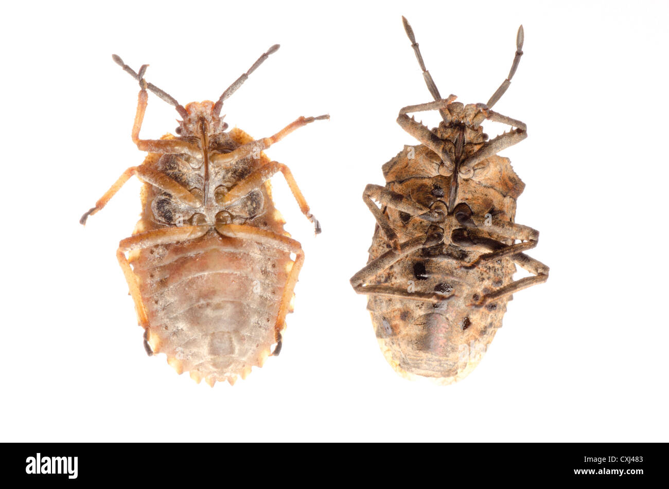 insect stink bug Stock Photo - Alamy