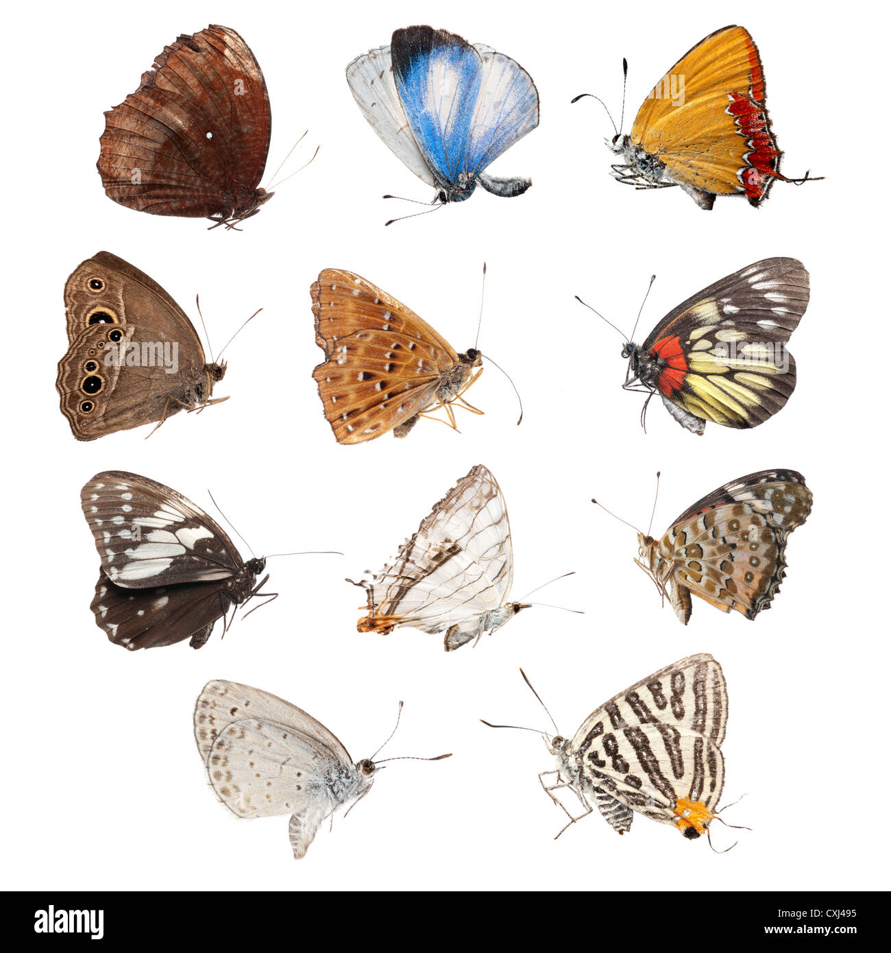 butterfly set collection Stock Photo - Alamy