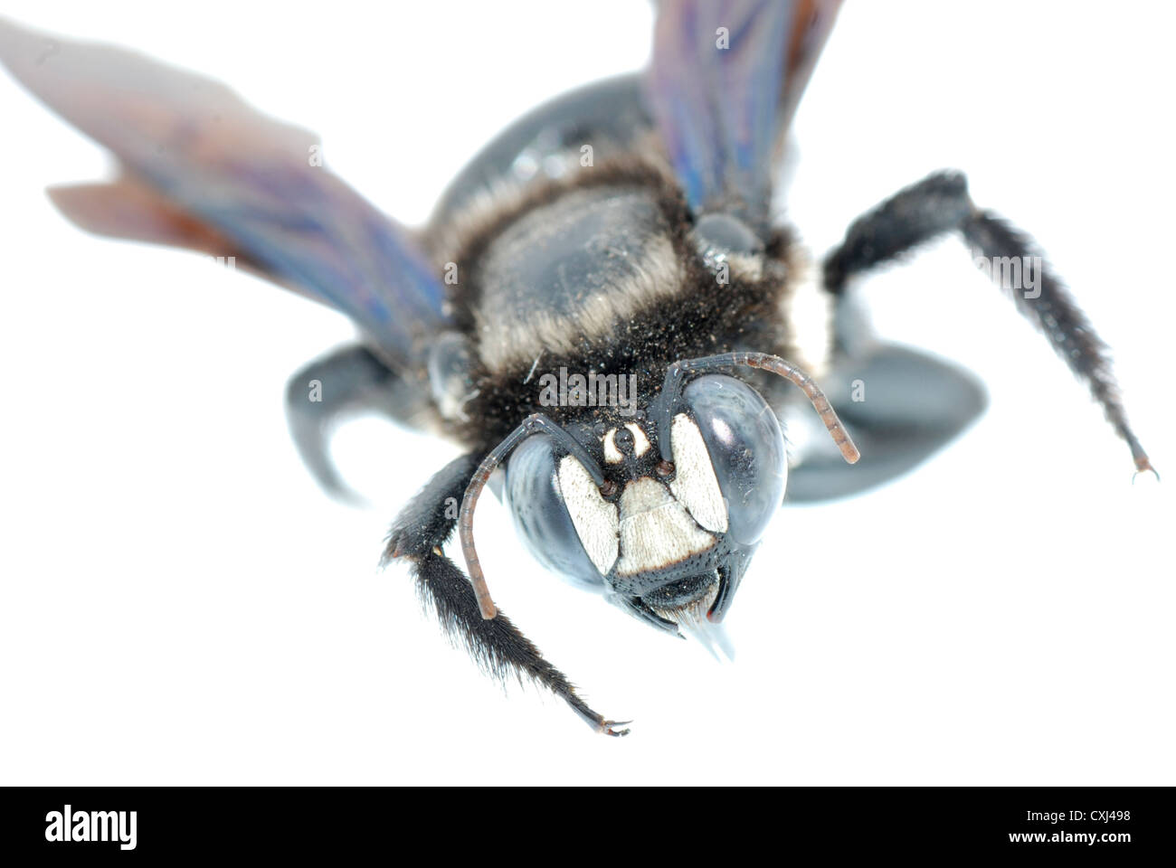 Common fur bee hi-res stock photography and images - Alamy