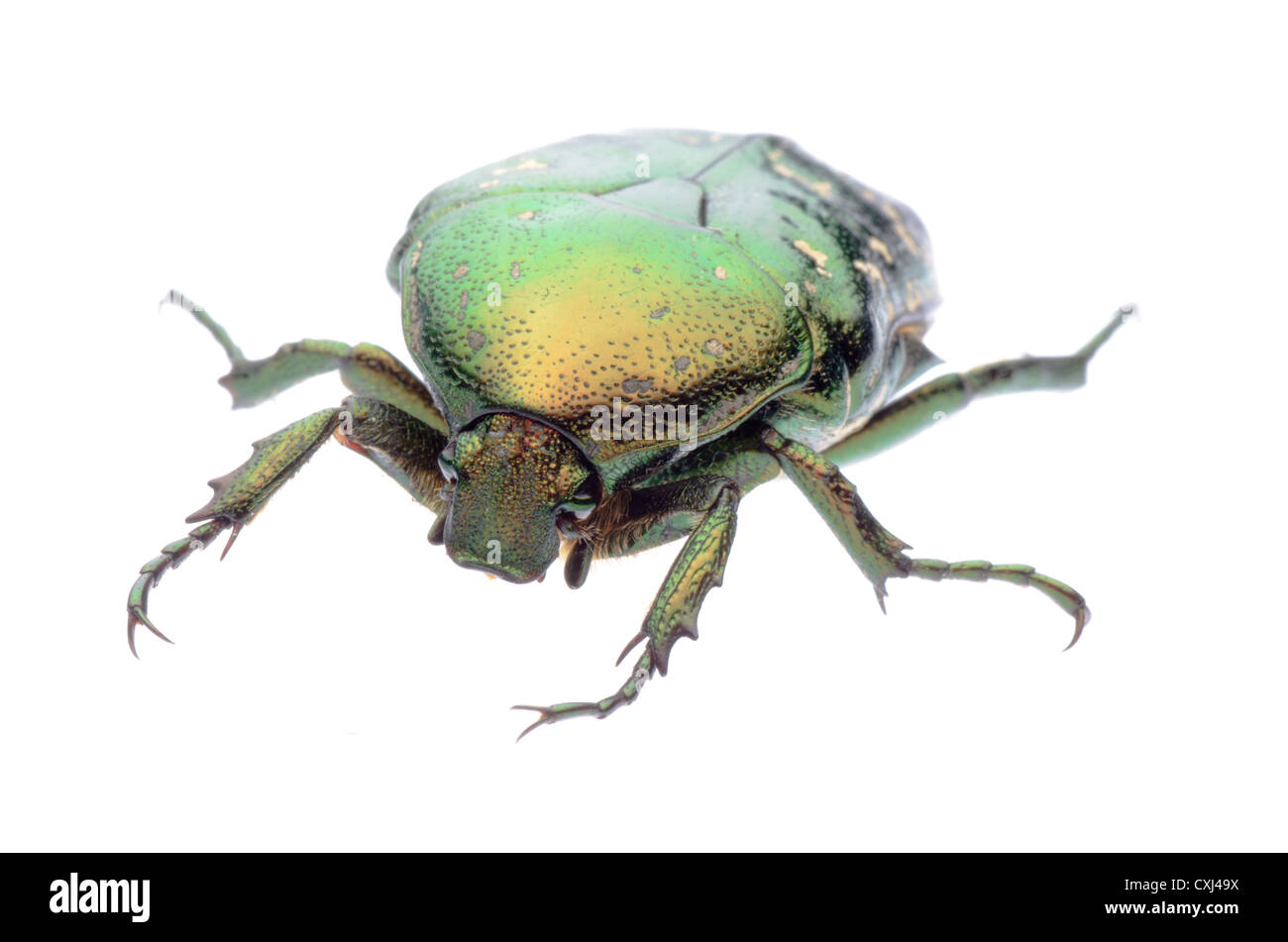 Common green insect Cut Out Stock Images & Pictures - Alamy