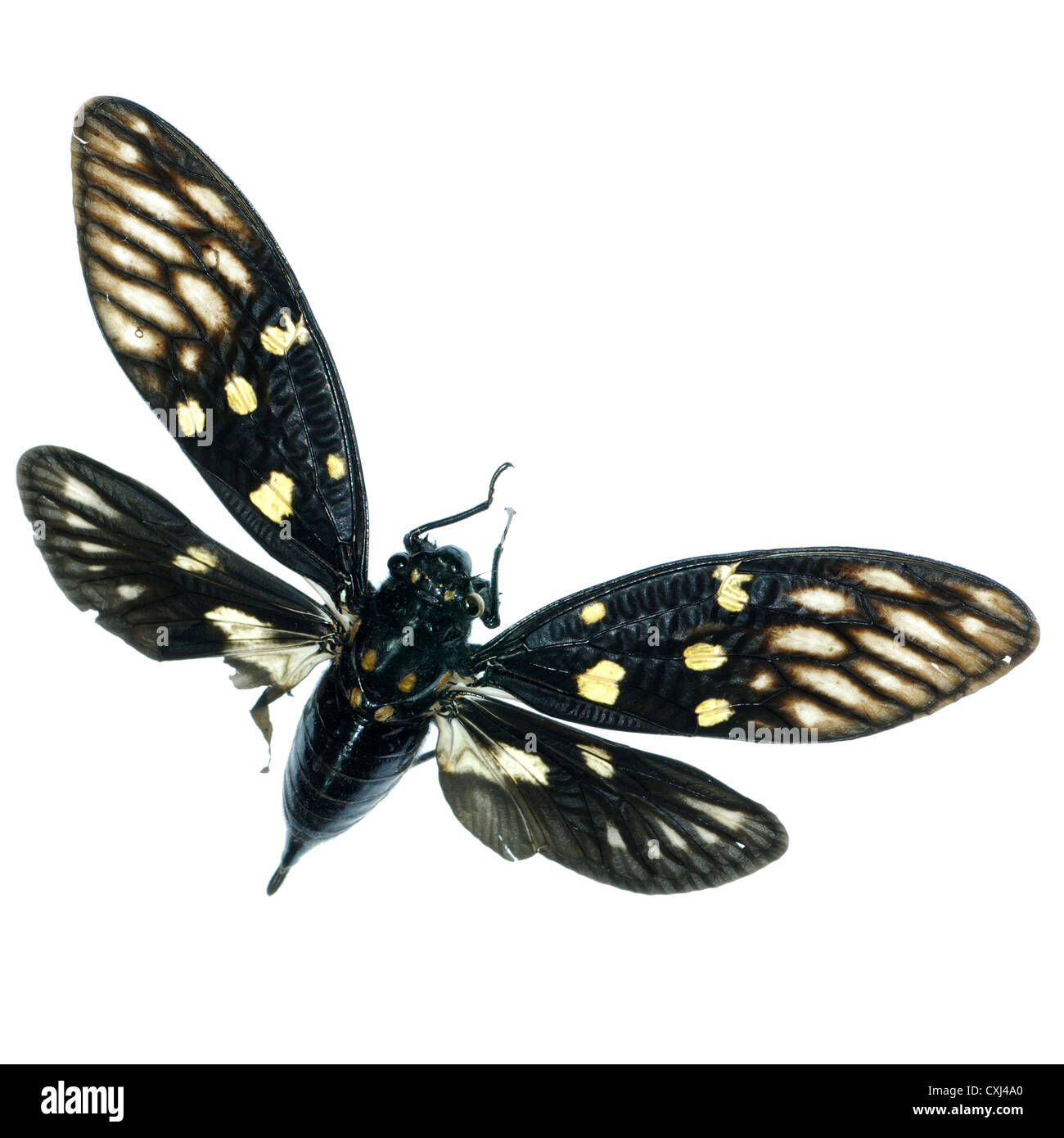 Pest bug insect on Cut Out Stock Images & Pictures - Alamy