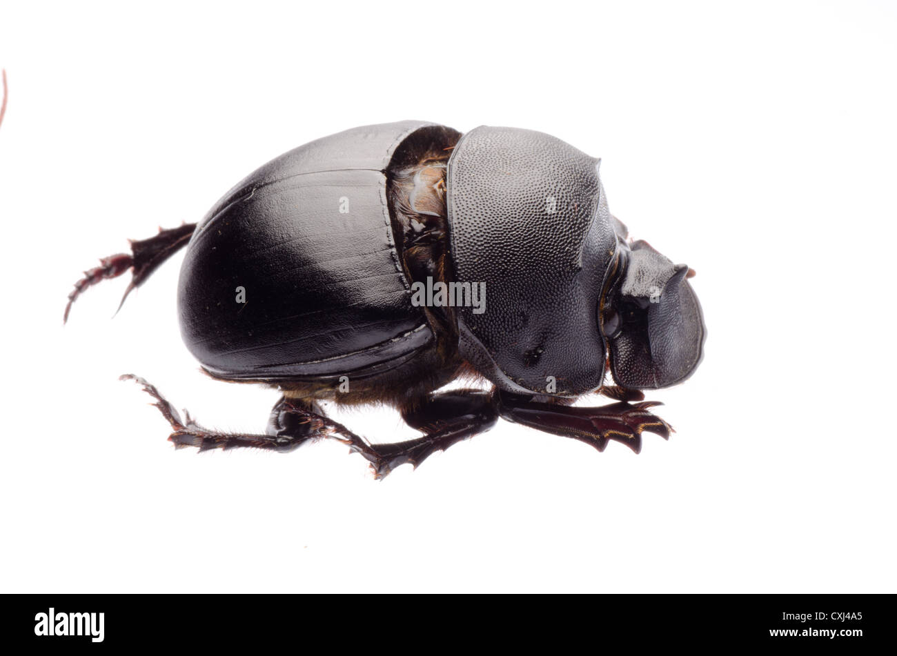 Taurus scarab beetle hi-res stock photography and images - Alamy