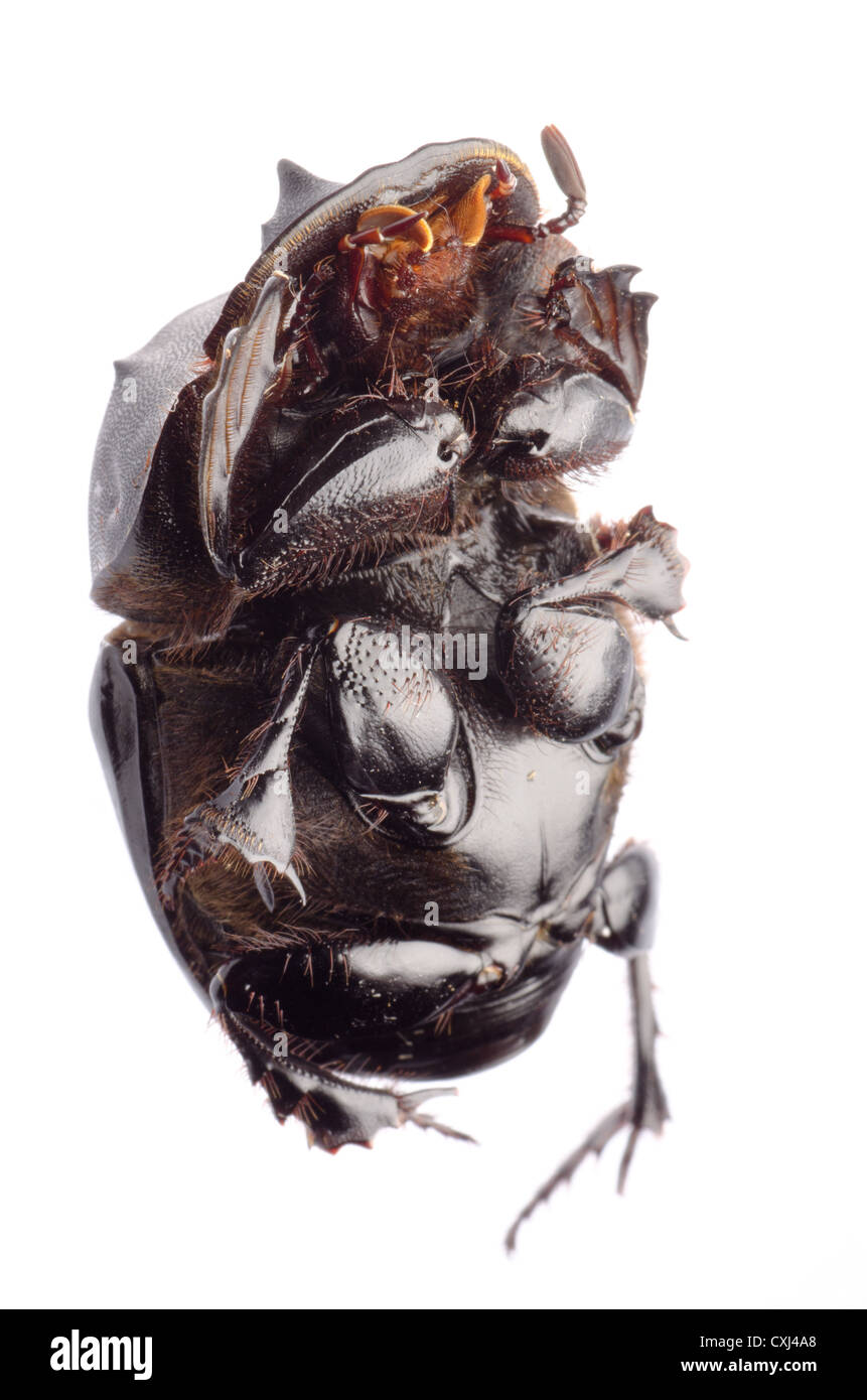 Taurus scarab beetle hi-res stock photography and images - Alamy