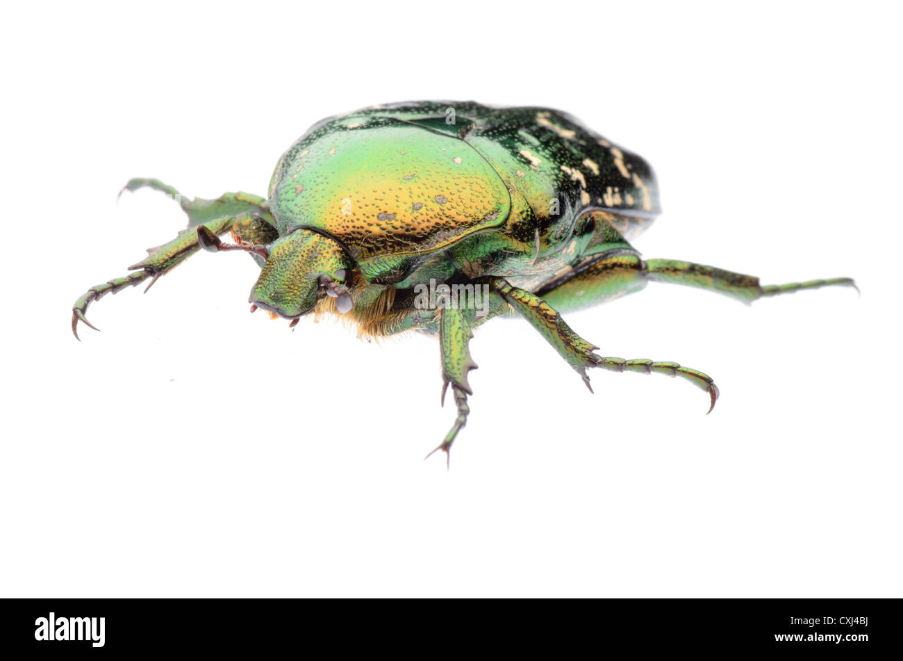 green flower beetle Stock Photo - Alamy