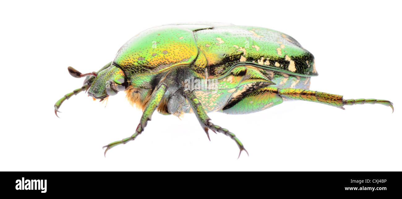 green flower beetle Stock Photo - Alamy