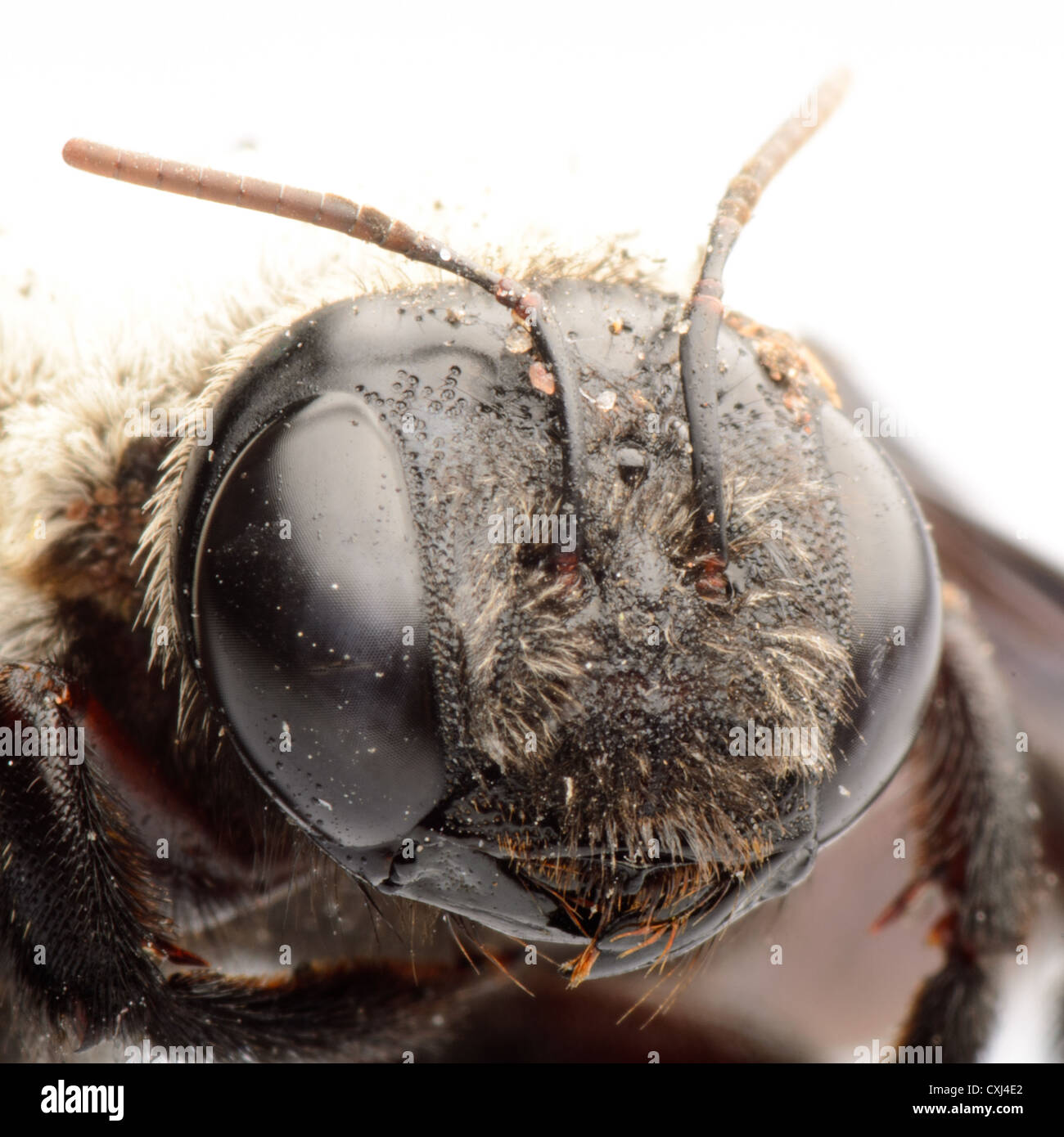 Blue carpenter bee hi-res stock photography and images - Alamy