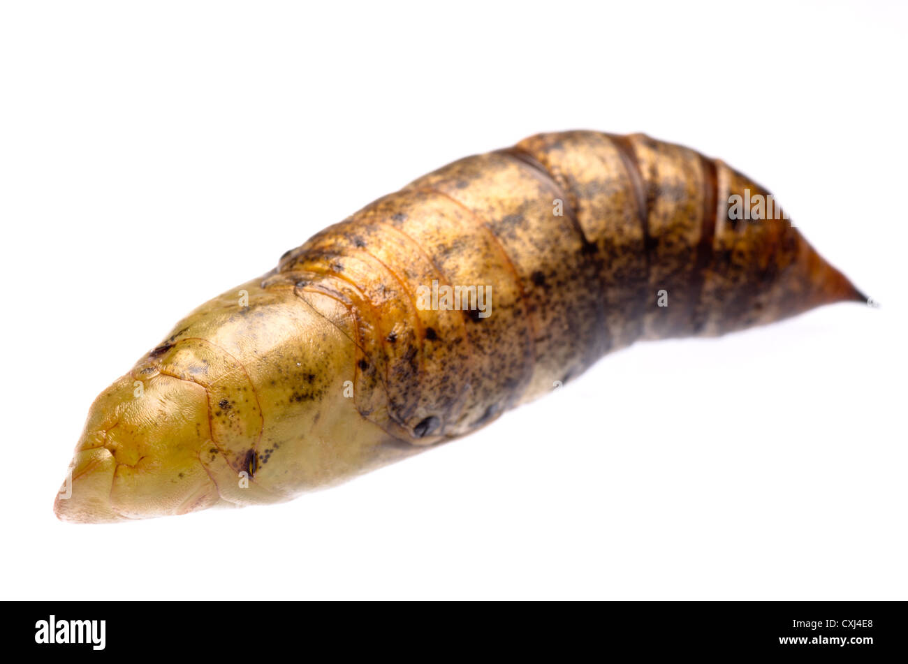 Caterpillar cocoon Cut Out Stock Images & Pictures - Alamy