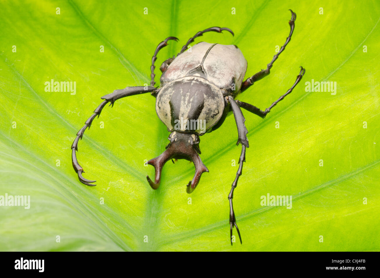 insect hart horn flower beetle Stock Photo - Alamy