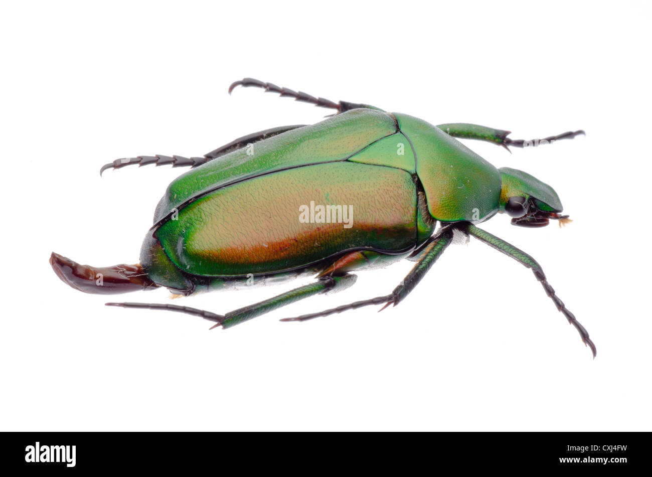Insect shine green flower beetle hi-res stock photography and images ...