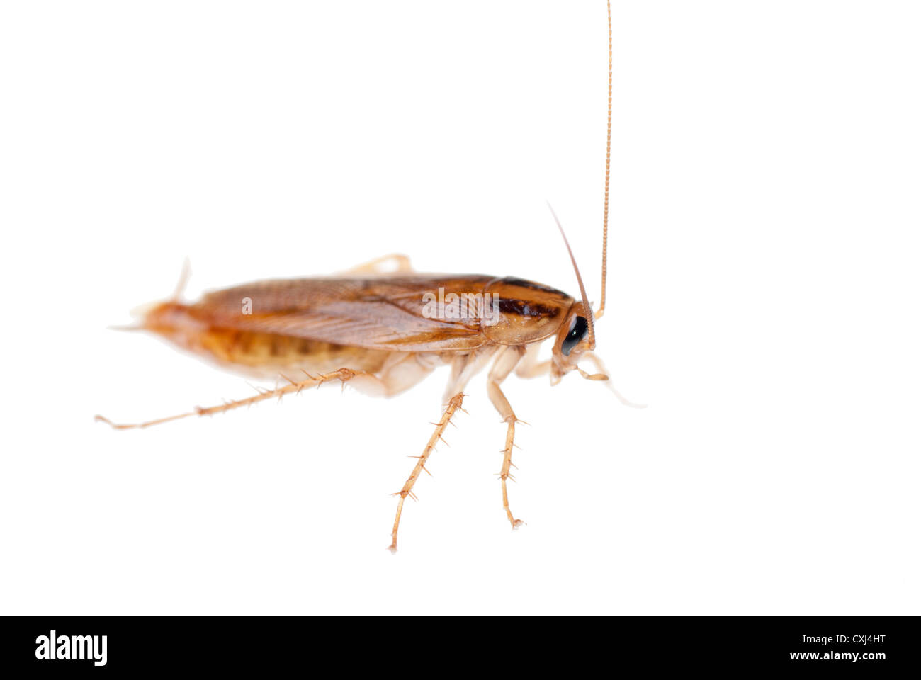 Cockroach japan Cut Out Stock Images & Pictures - Alamy