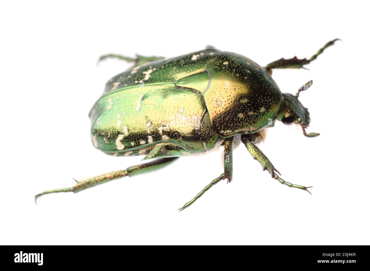 Rose with insect Cut Out Stock Images & Pictures - Alamy