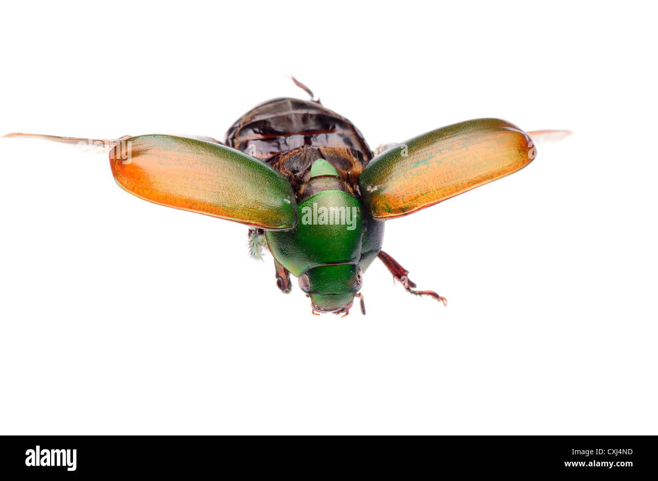 Flying Insect High Resolution Stock Photography and Images - Alamy
