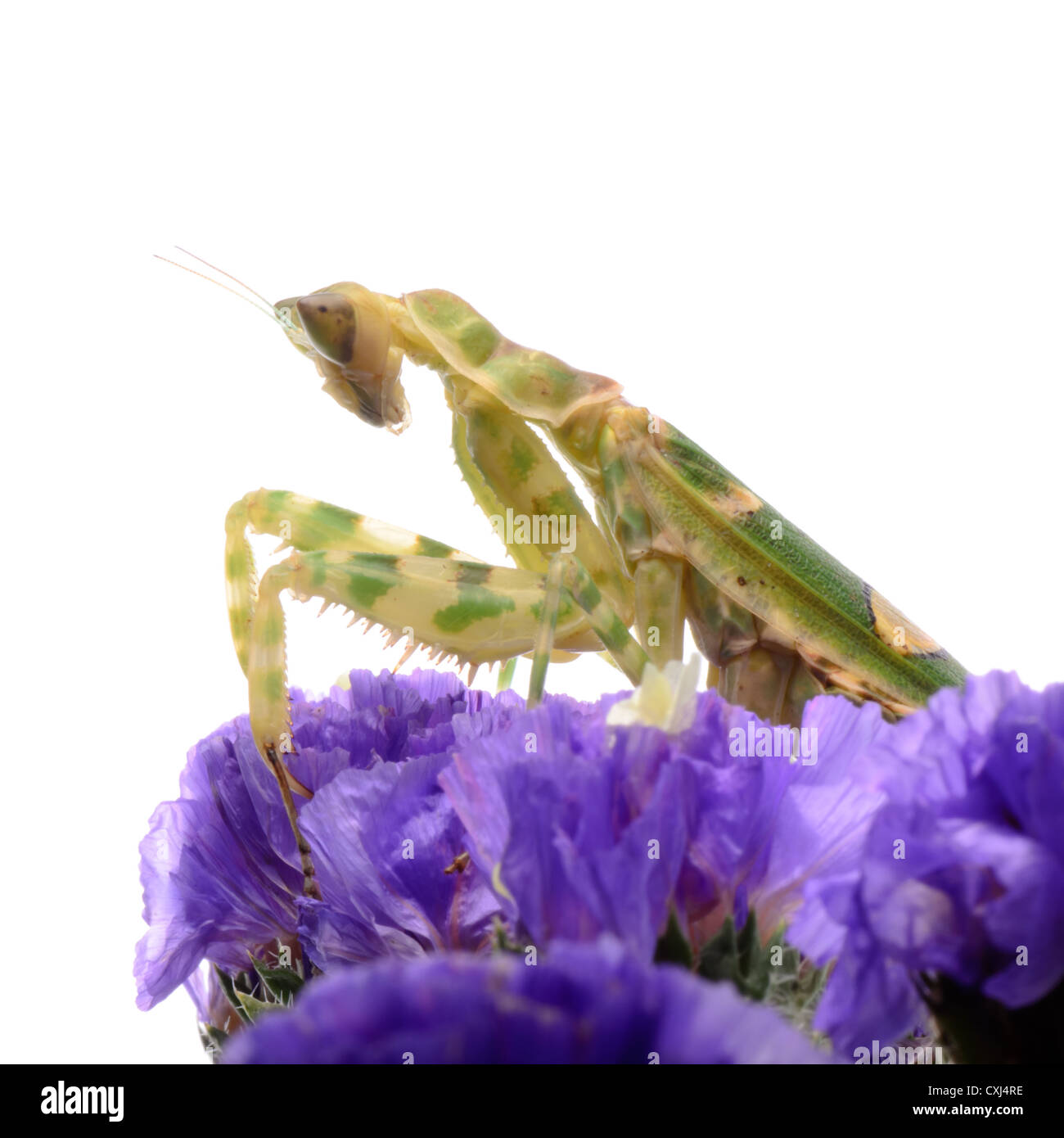 Praying mantis pink flower animal antenna hi-res stock photography and ...