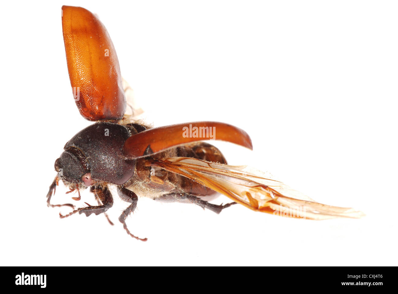 Scarab Beetle Flying