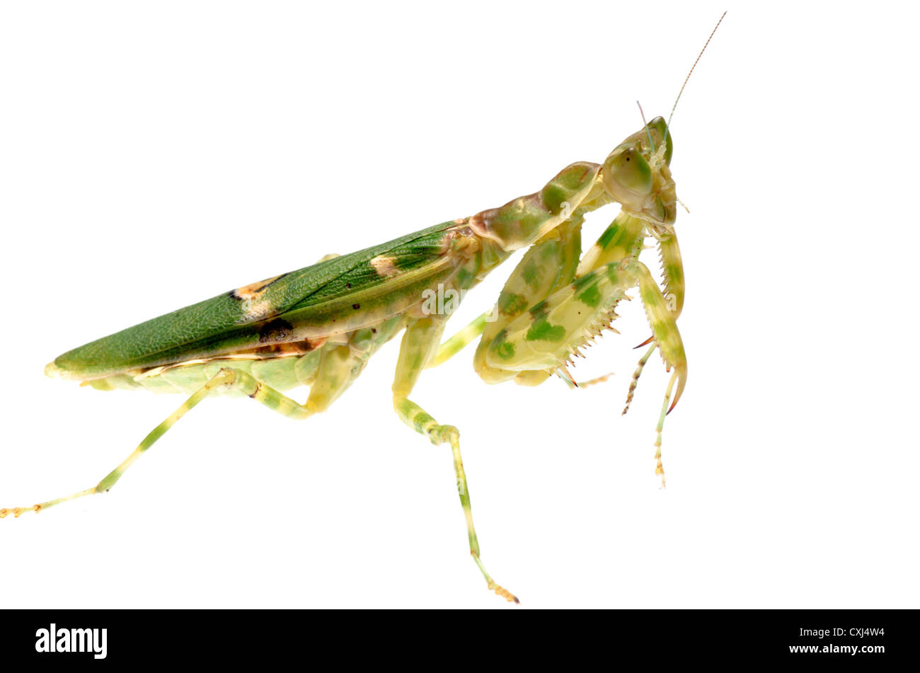 Female chinese mantis Cut Out Stock Images & Pictures - Alamy