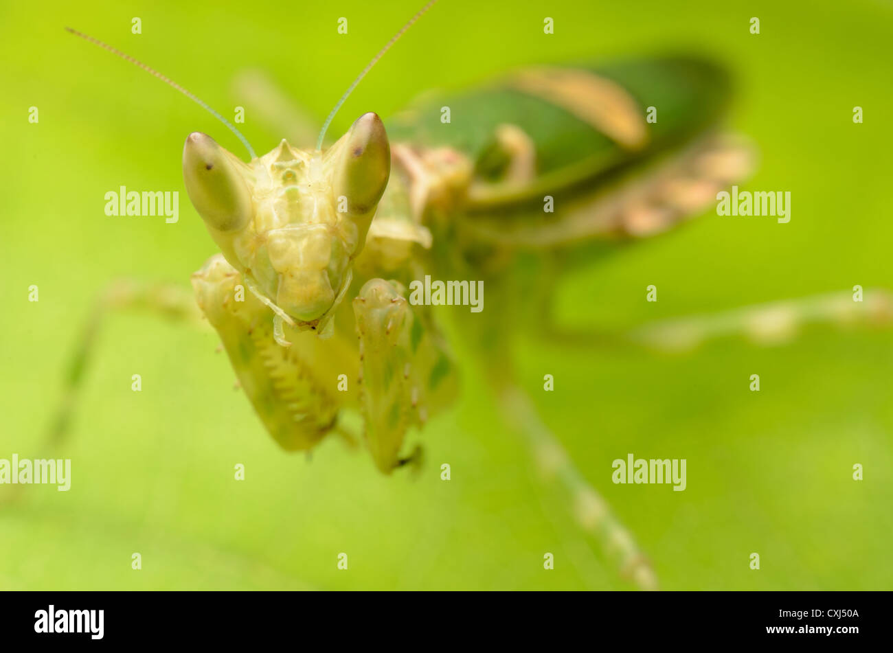 Female chinese mantis hi-res stock photography and images - Alamy