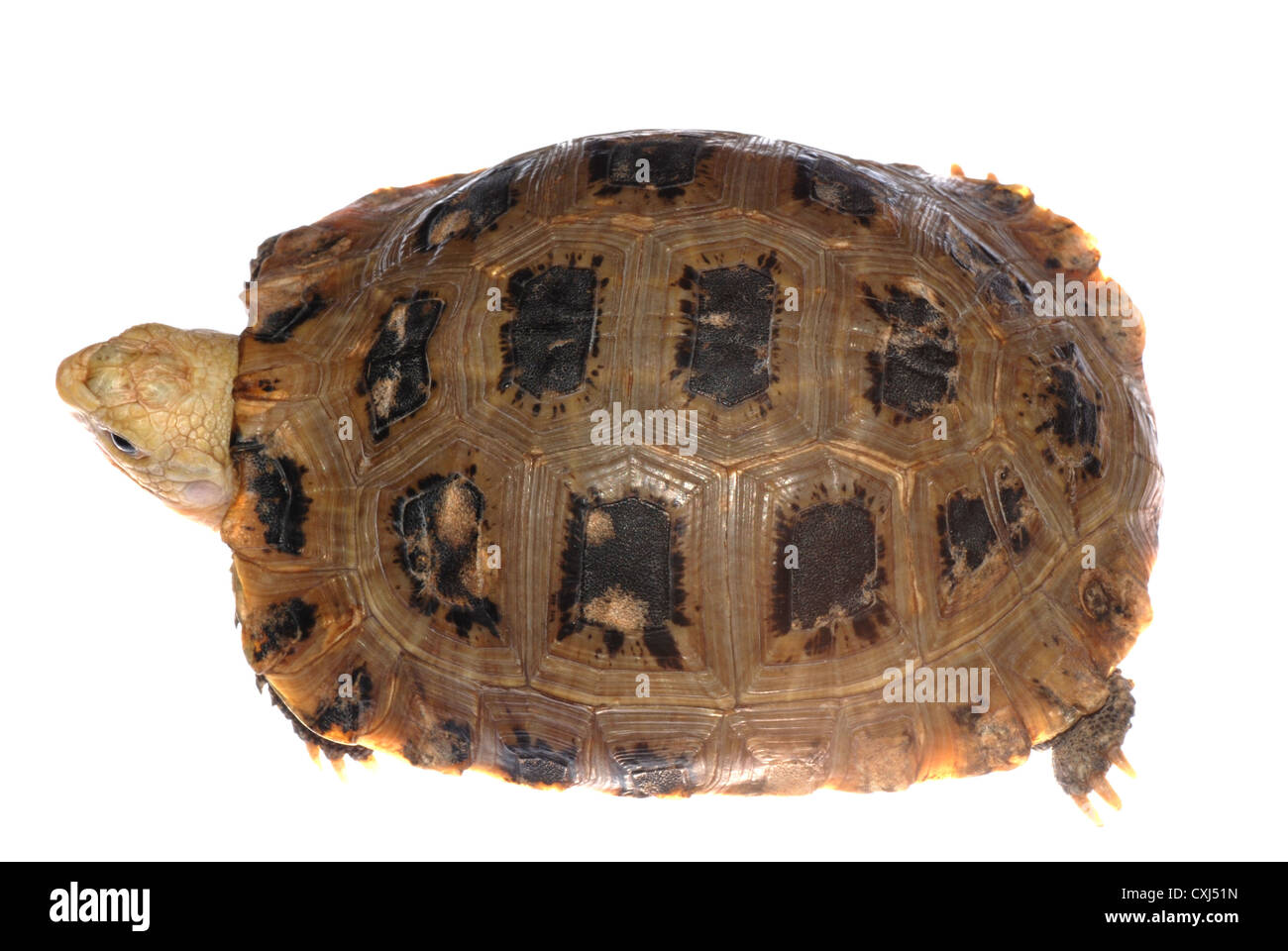 Tortoise turtle hi-res stock photography and images - Alamy