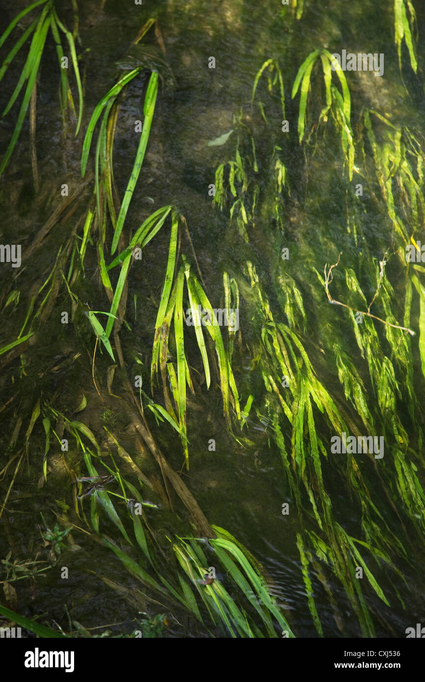 reeds in a shallow river background texture Stock Photo - Alamy