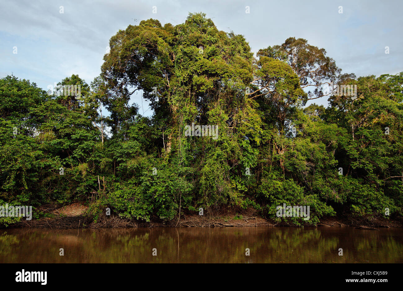 Amazon rainforest canopy hi-res stock photography and images - Alamy