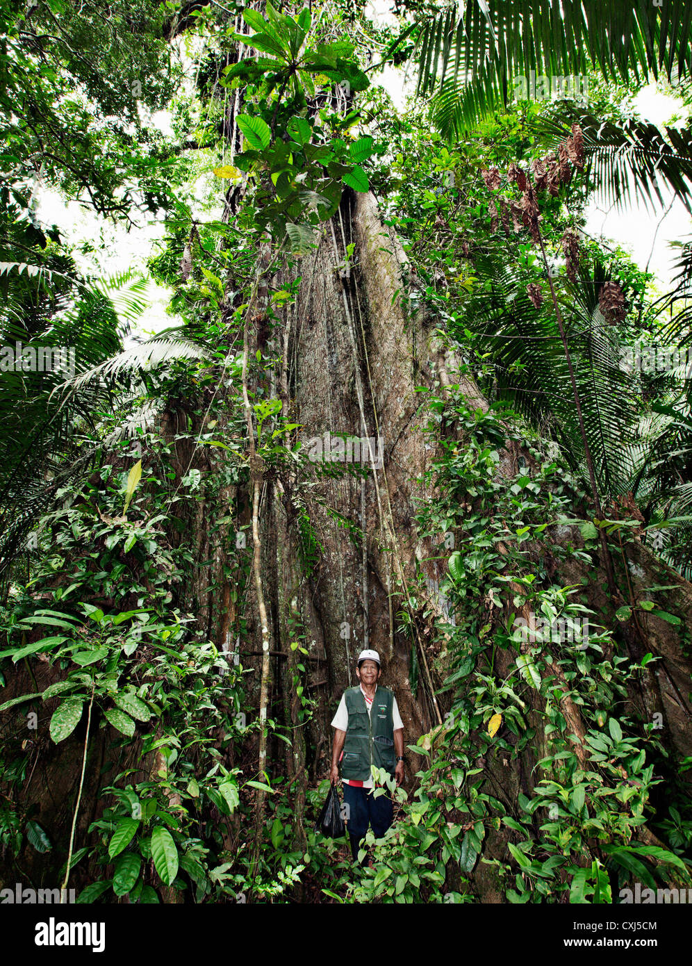 Jungle guide next to a huge rainforest tree in Pacaya-Samiria National ...