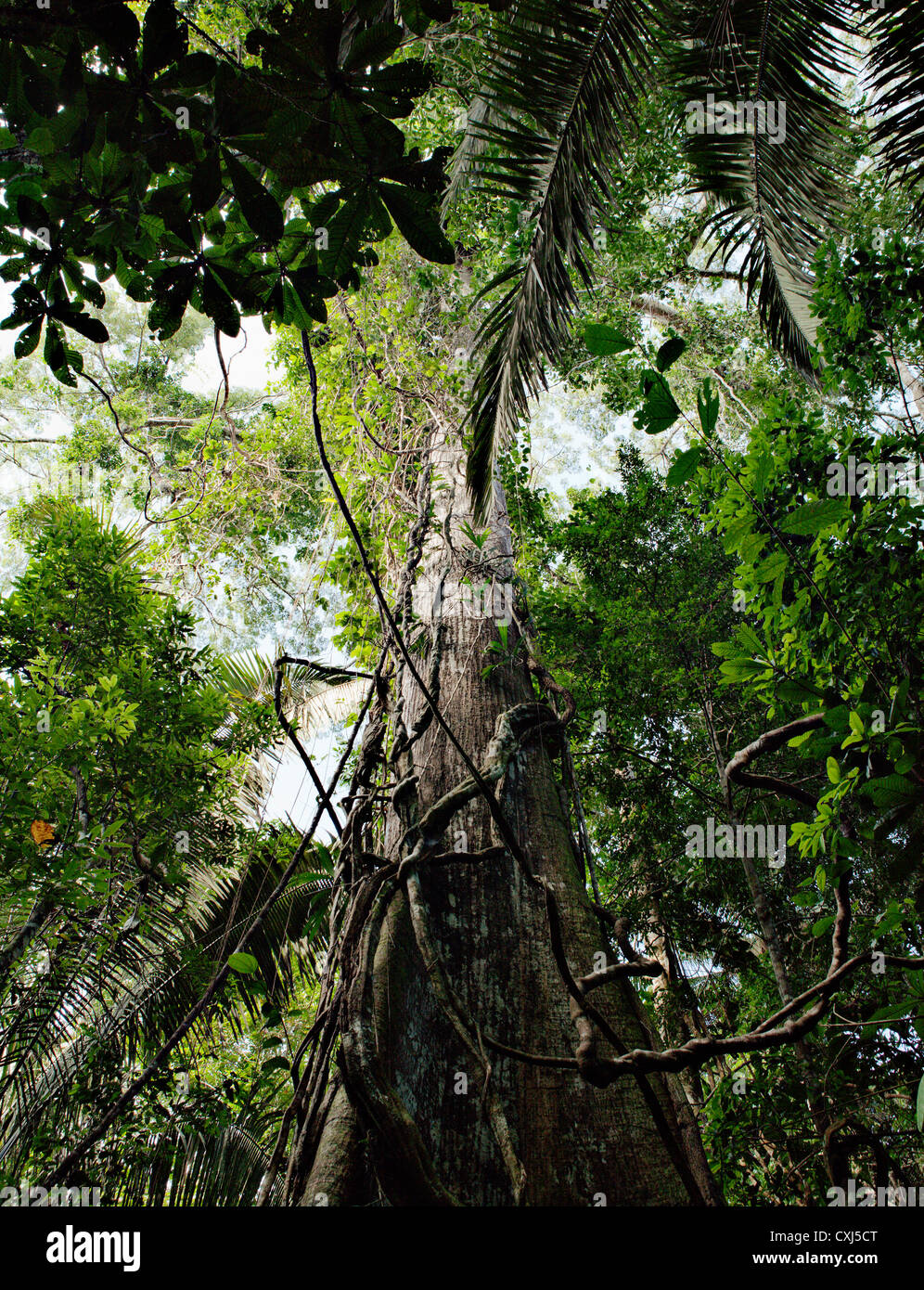 Canopy tree amazon rainforest hi-res stock photography and images - Alamy