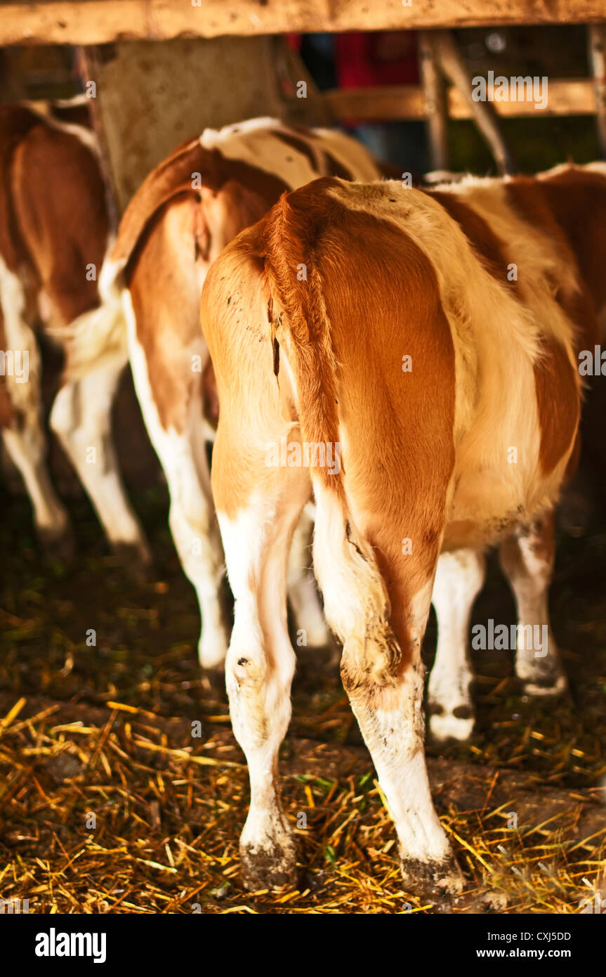 calves in a barn Stock Photo - Alamy