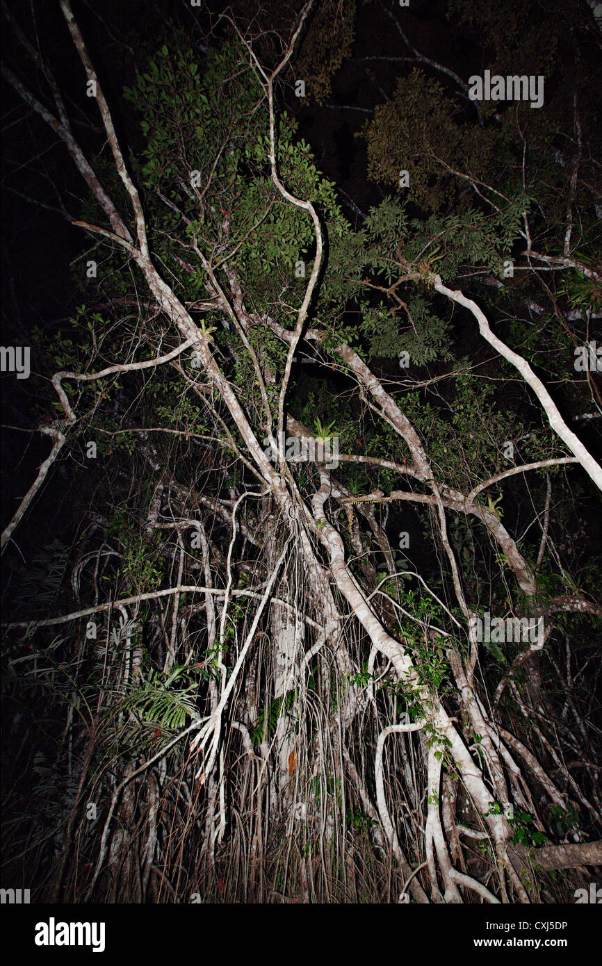 Amazon rainforest wildlife hi-res stock photography and images - Alamy