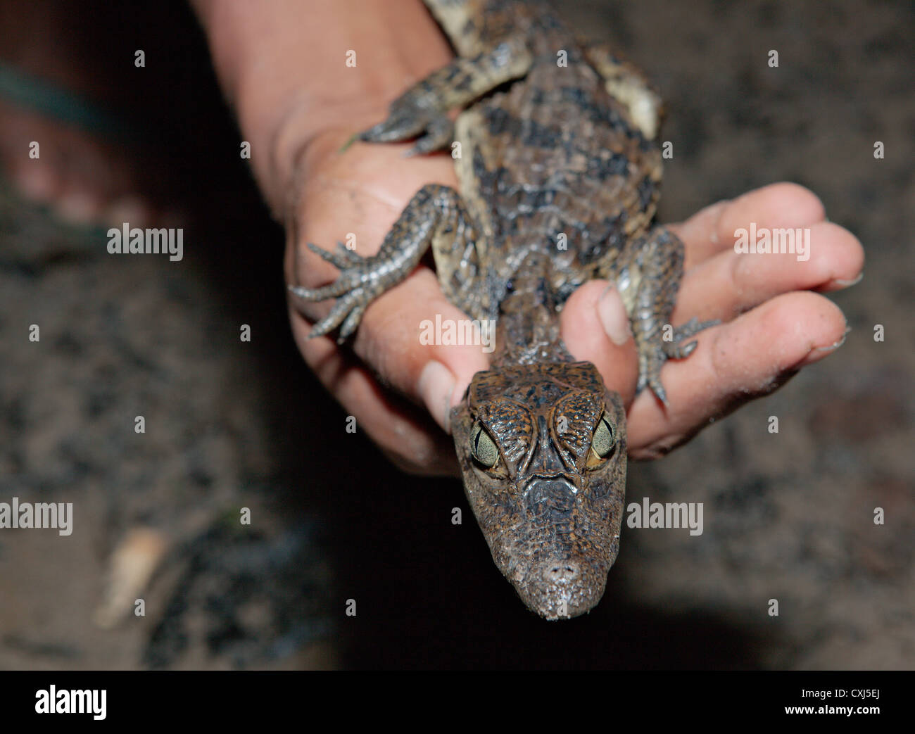 Small caiman in Pacaya-Samiria National Park. Amazon, Peru Stock Photo ...