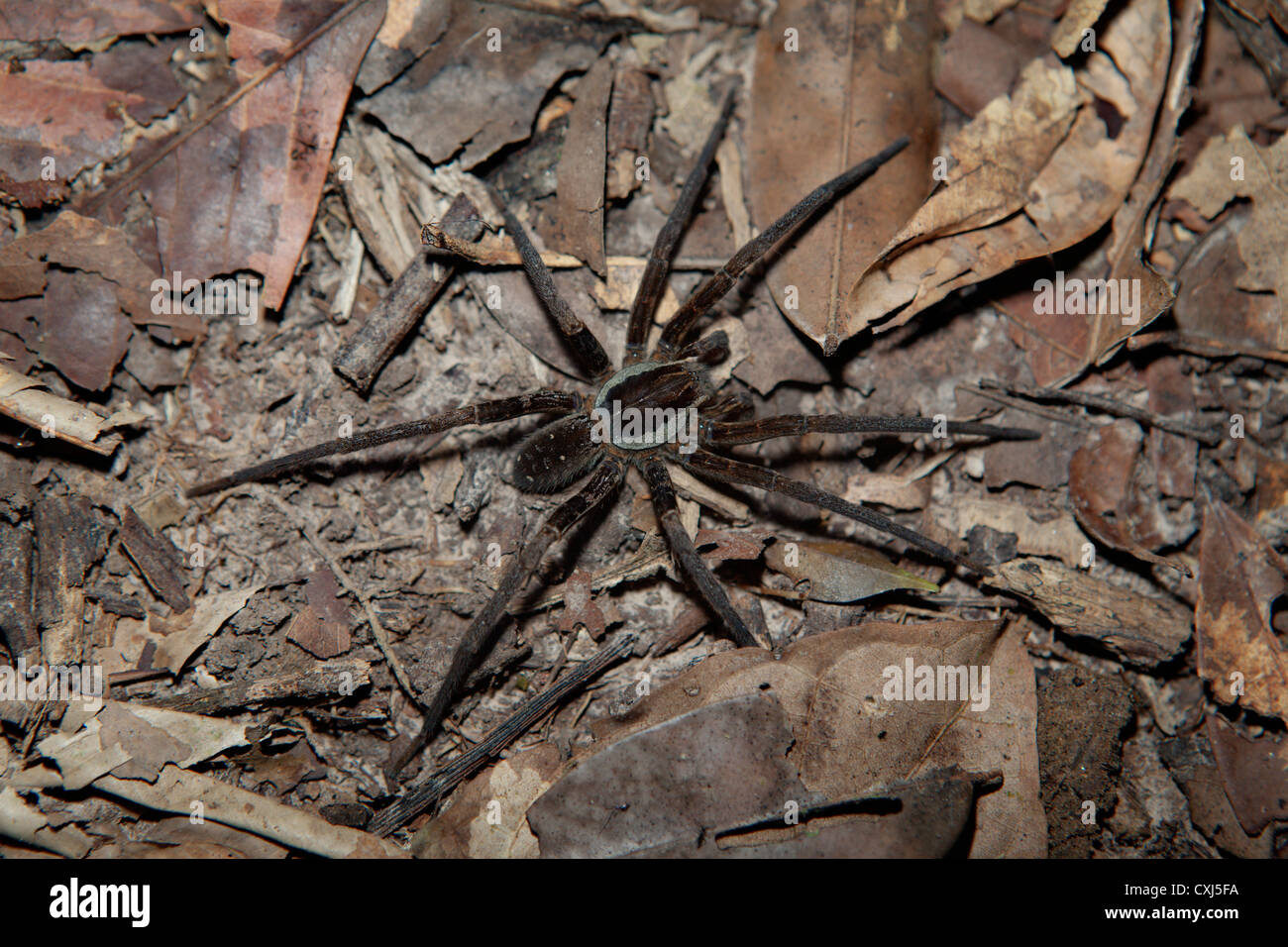 Amazon rainforest tarantula hi-res stock photography and images - Alamy