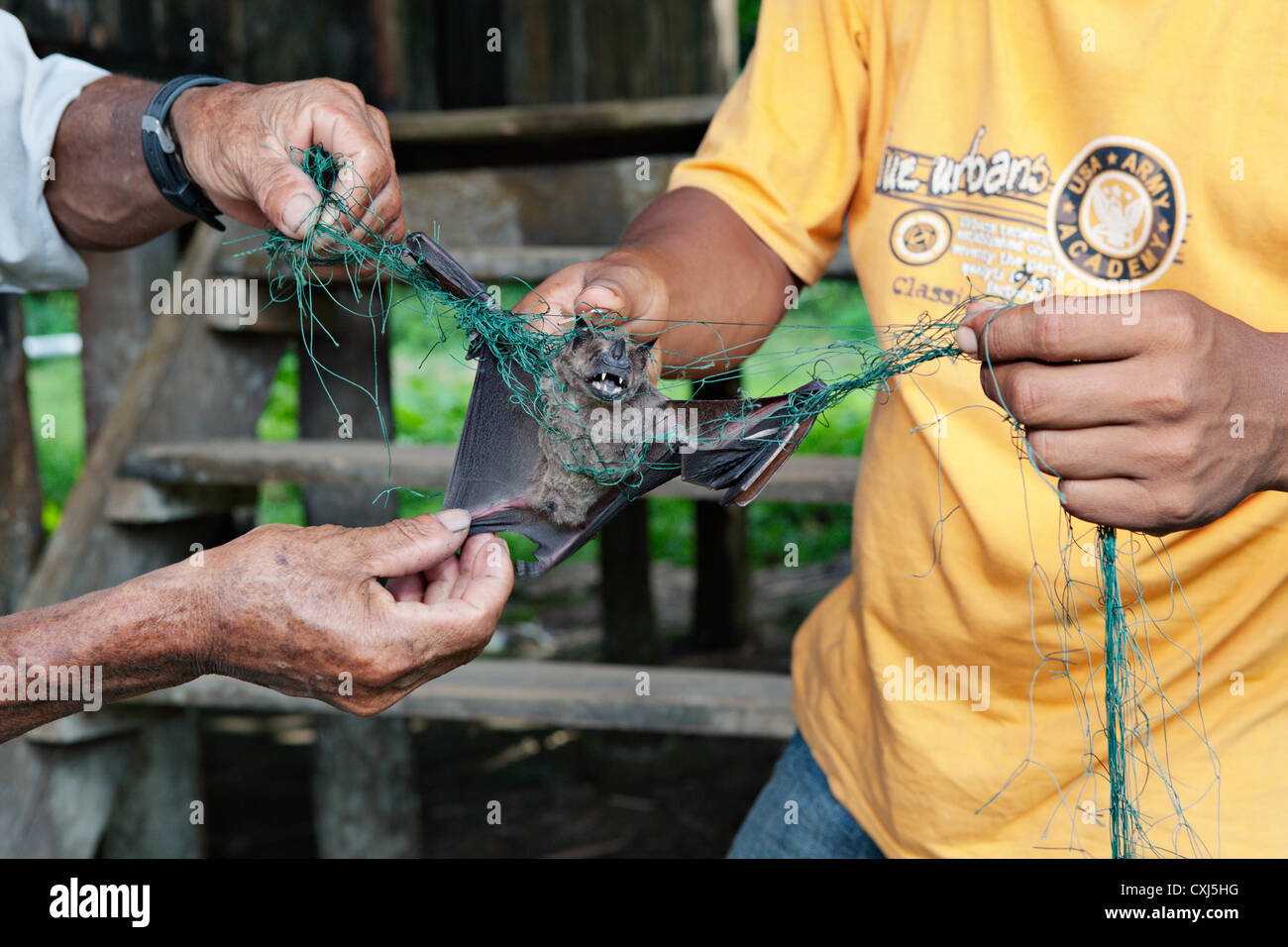 Bat tangled in an abandoned fishing net in Pacaya-Samiria National Park ...
