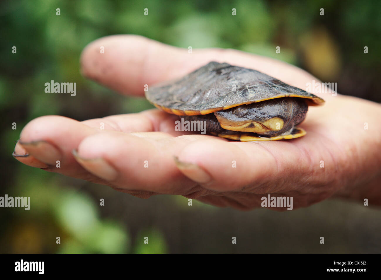 River turtle hi-res stock photography and images - Alamy