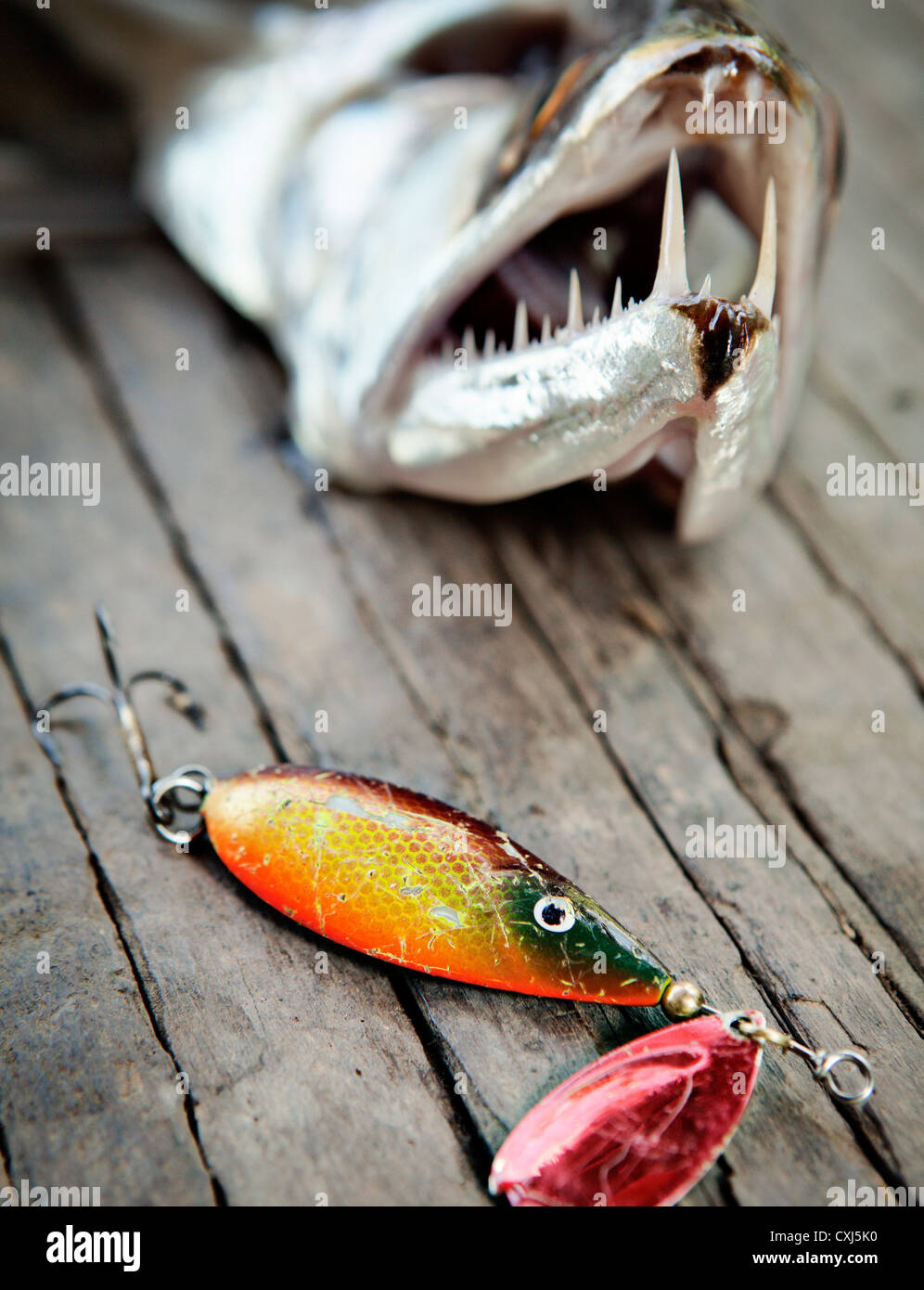 Angler's catch in Pacaya-Samiria National Park. Amazon, Peru Stock ...