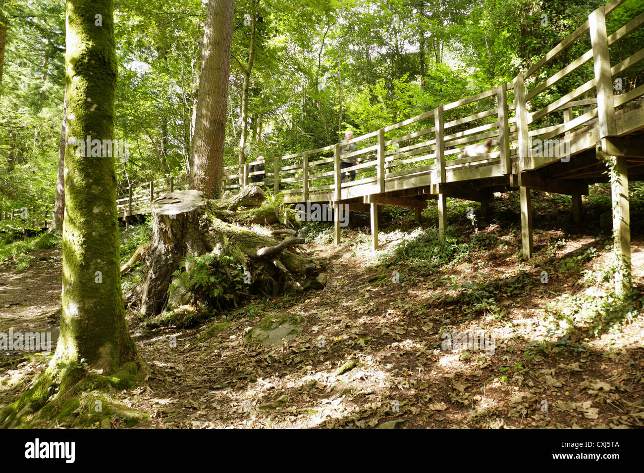 Boardwalk in woodland near Betws-y-Coed, Conwy, North Wales Stock Photo ...