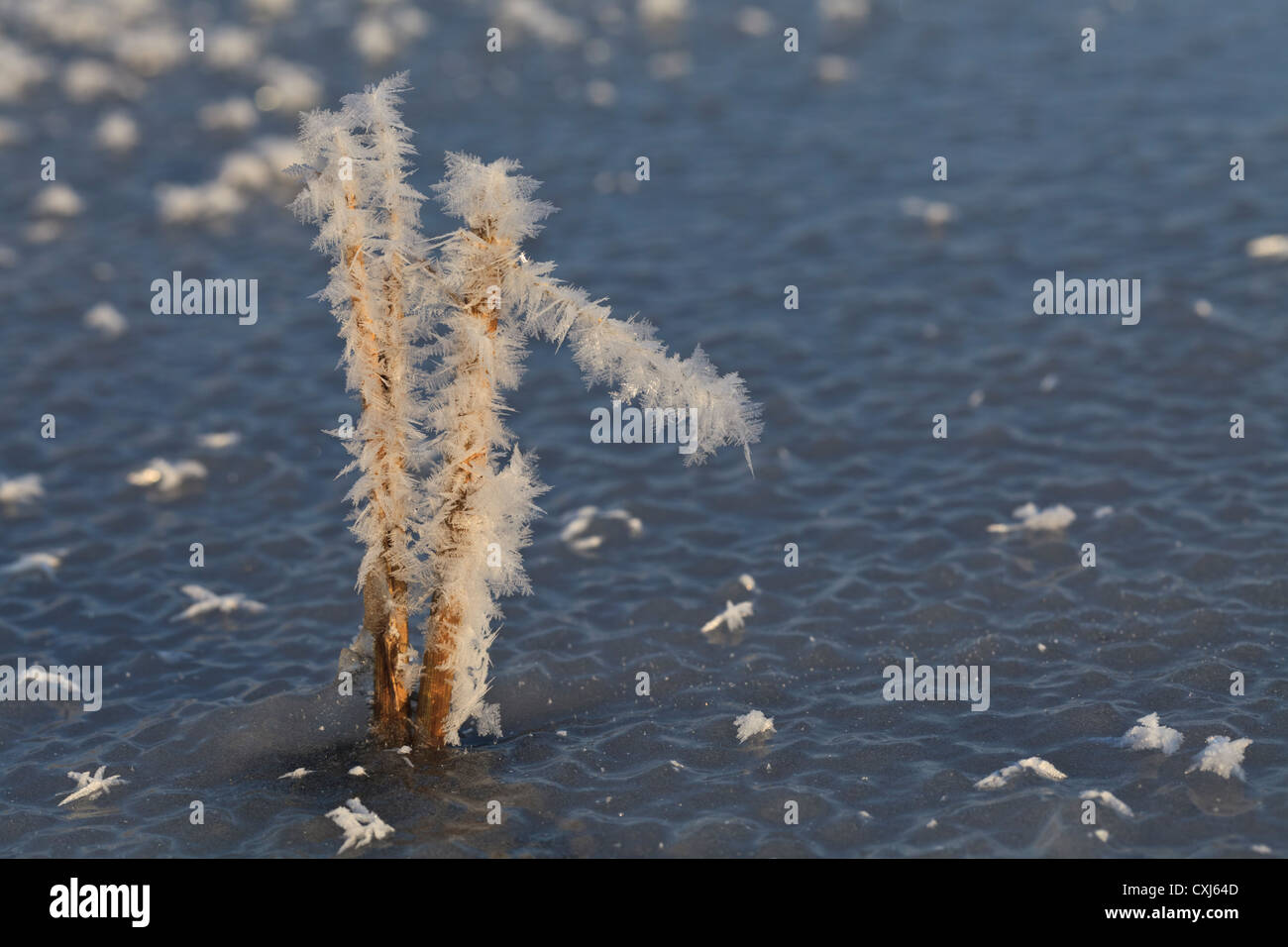 a bloom of ice Stock Photo - Alamy