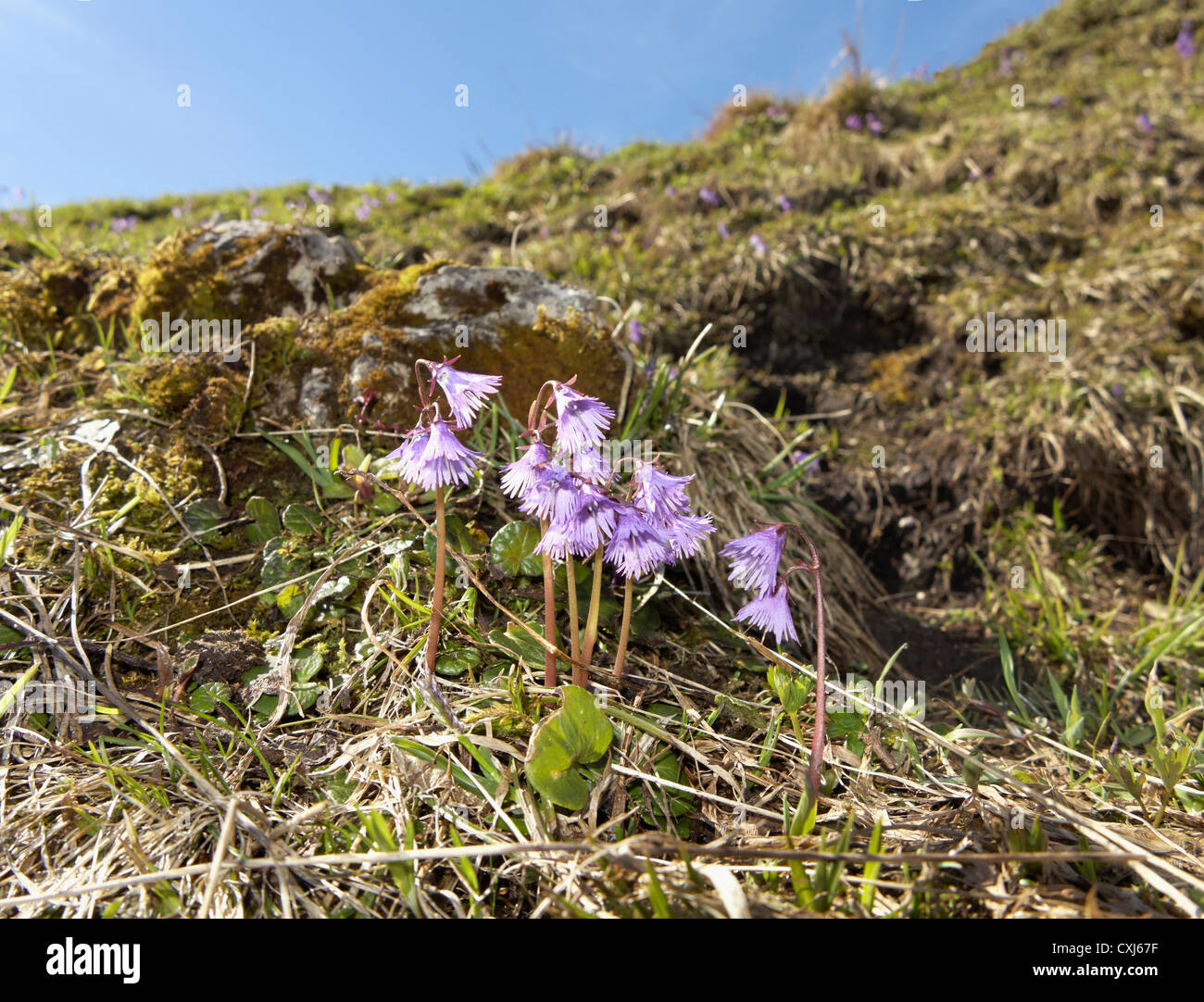 Germany, Bavaria, Alpine snowbell, close up Stock Photo - Alamy