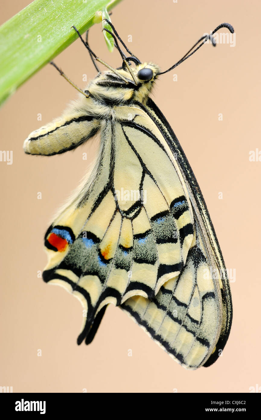 Swallowtail hi-res stock photography and images - Alamy