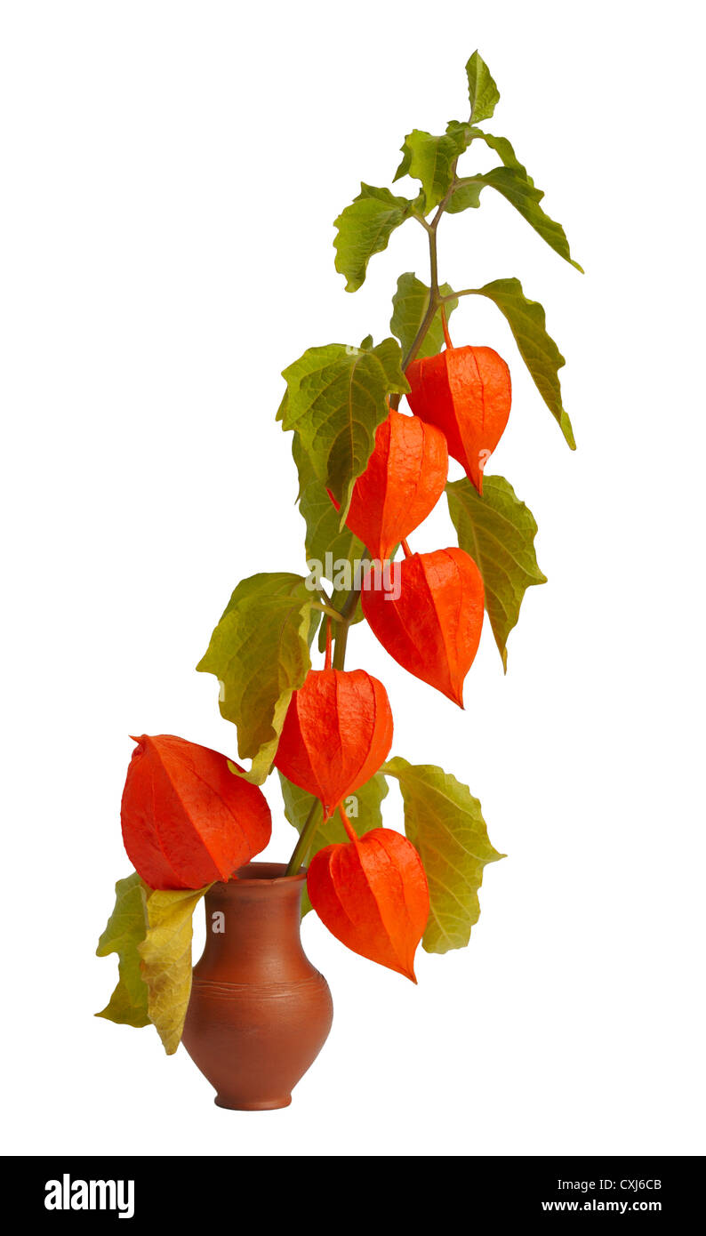 Physalis alkekengi flower close hi-res stock photography and images - Alamy
