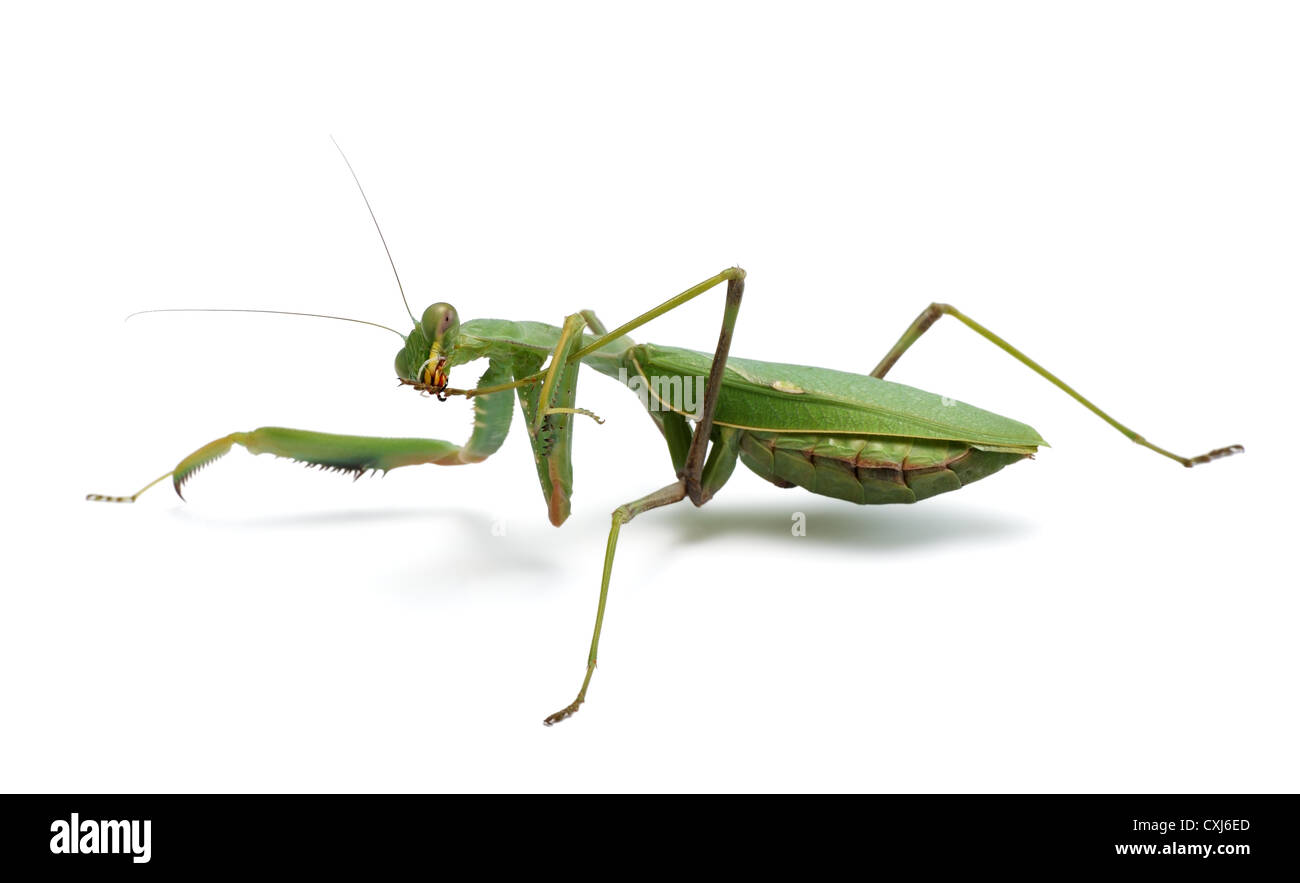 Black and white mantis hi-res stock photography and images - Alamy