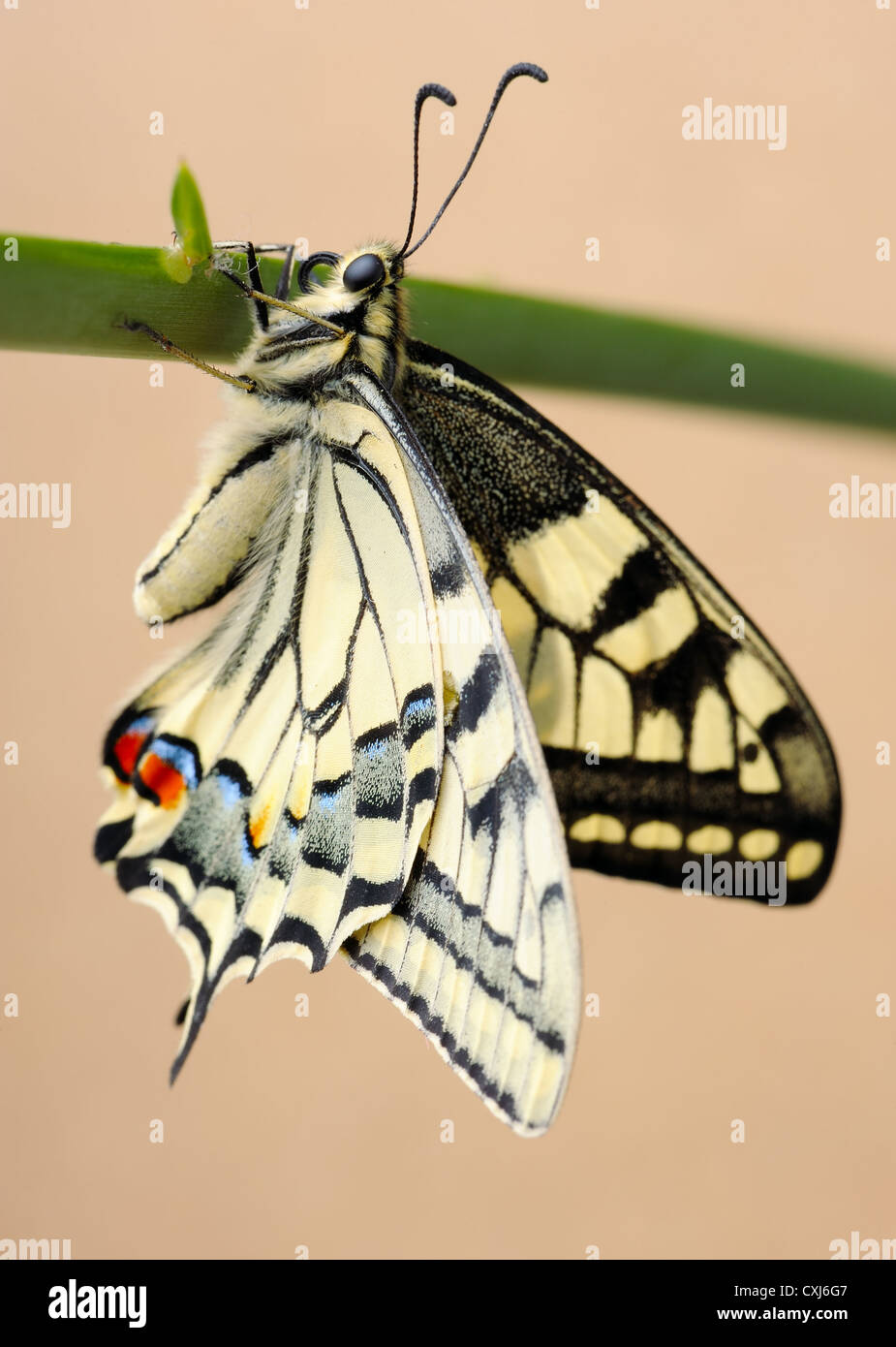 Swallowtail moths hi-res stock photography and images - Alamy