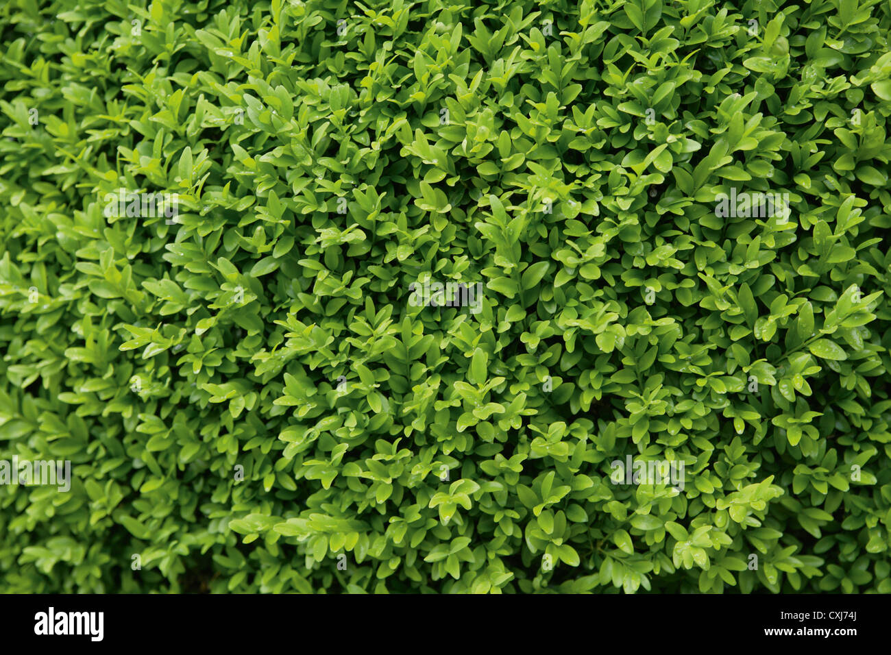 Close up buxus sempervirens hi-res stock photography and images - Alamy