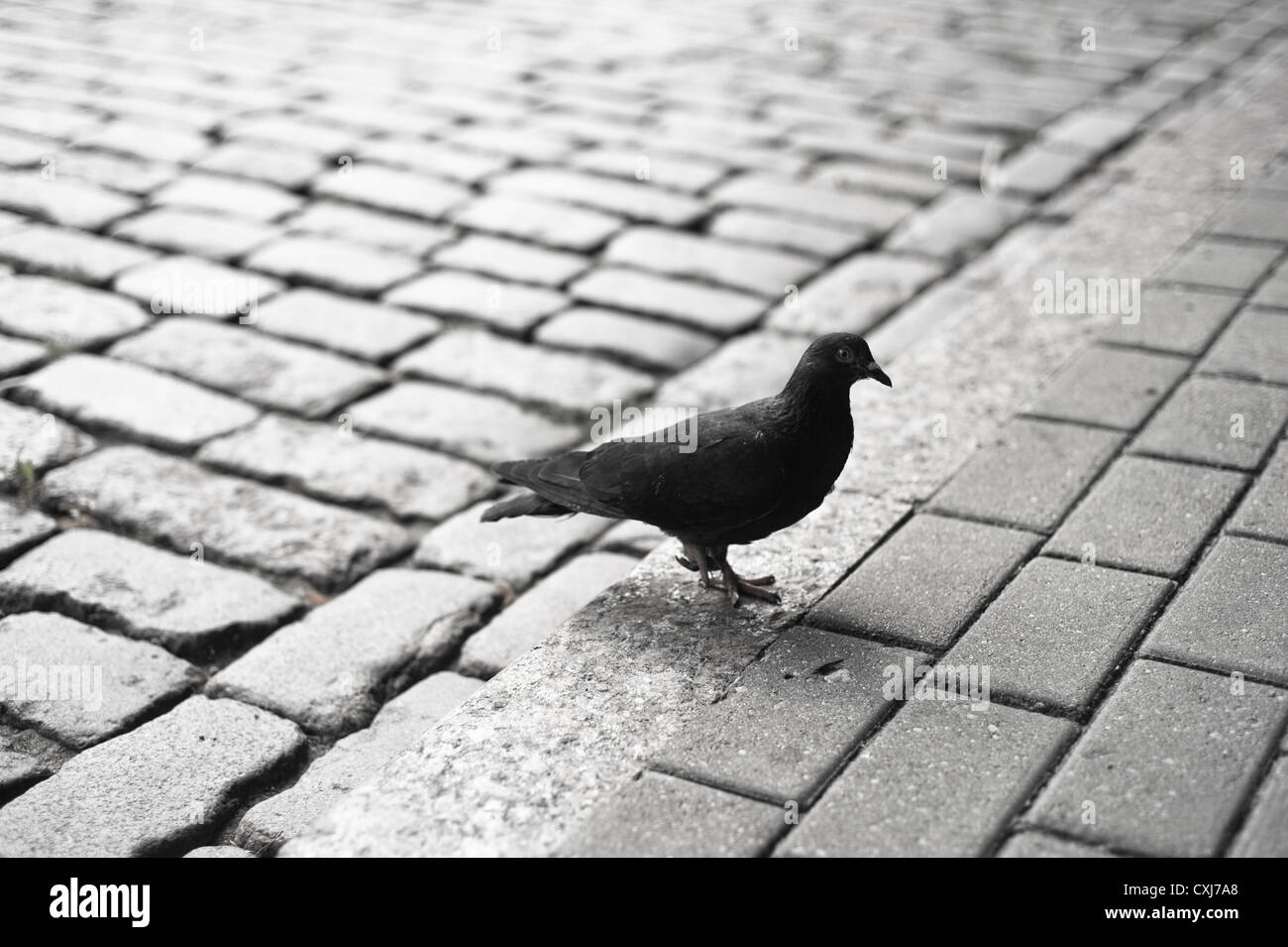 Sad Pigeon High Resolution Stock Photography and Images - Alamy