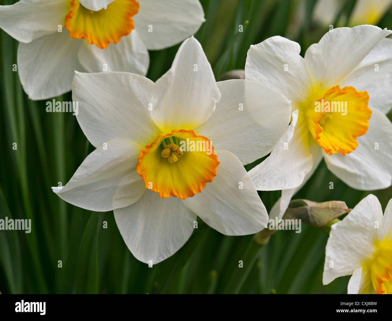 Narcissus flowers in spring Stock Photo - Alamy