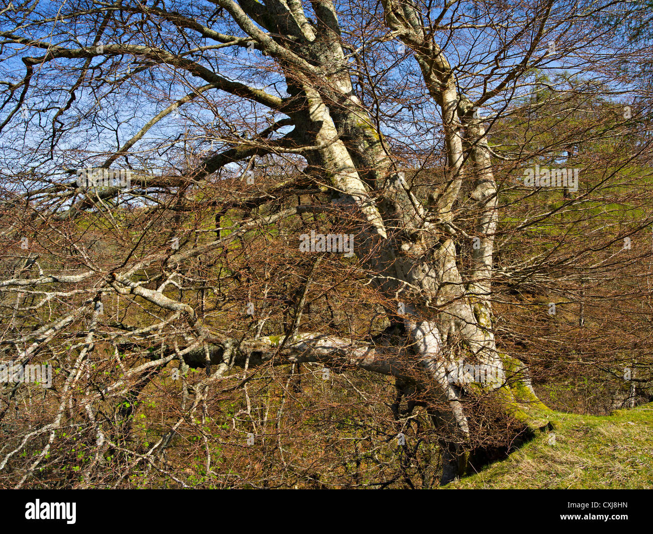 Early spring greenery in woodland near Killin, Perthshire, Scotland ...