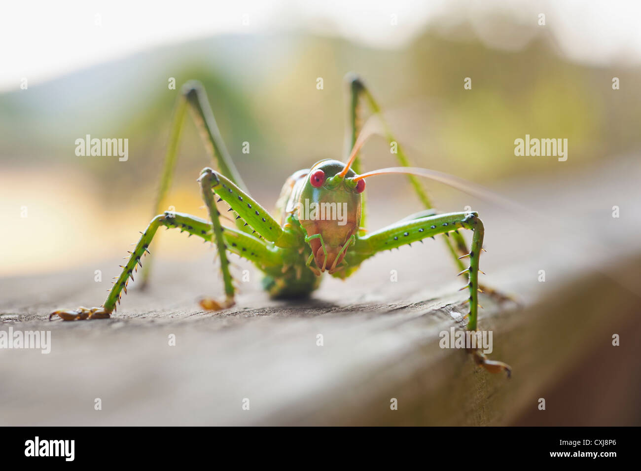 USA, Texas, Close up of grasshopper Stock Photo - Alamy
